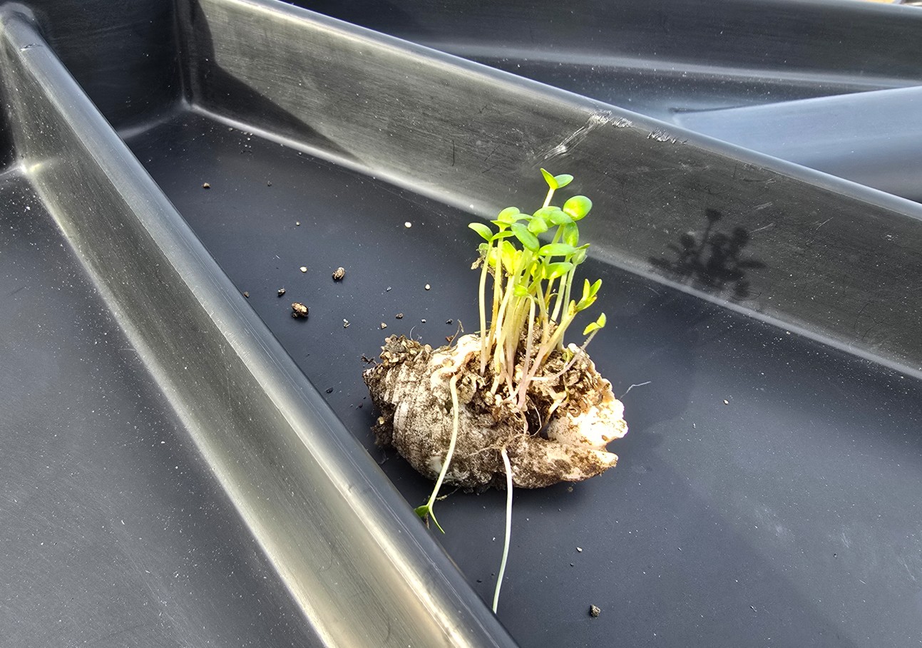 Mirror bush: Harmless garden beauty or silent environmental threat ...